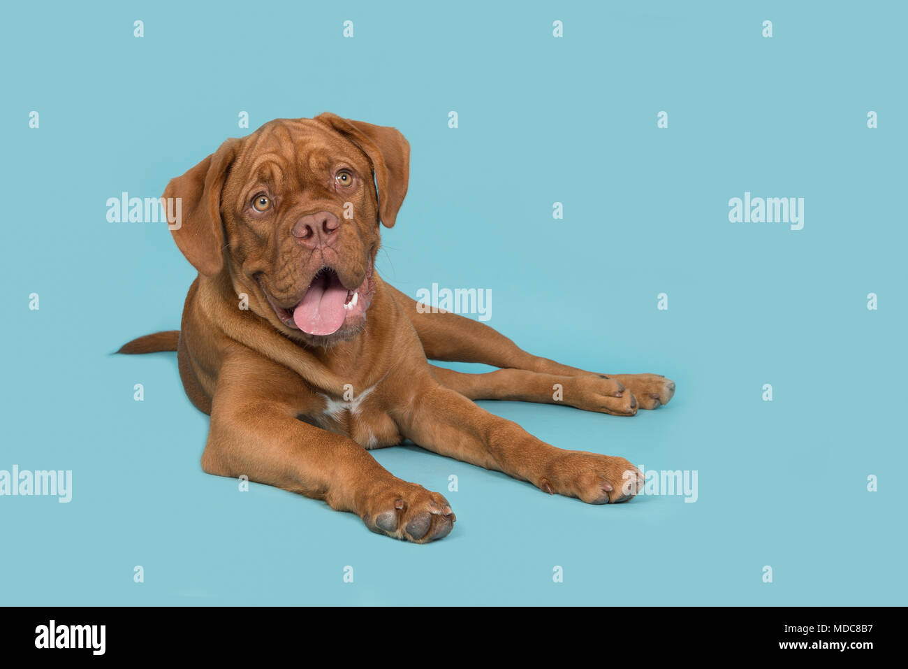 Cute dogue de bordeaux dog lying down on a blue background with its ...