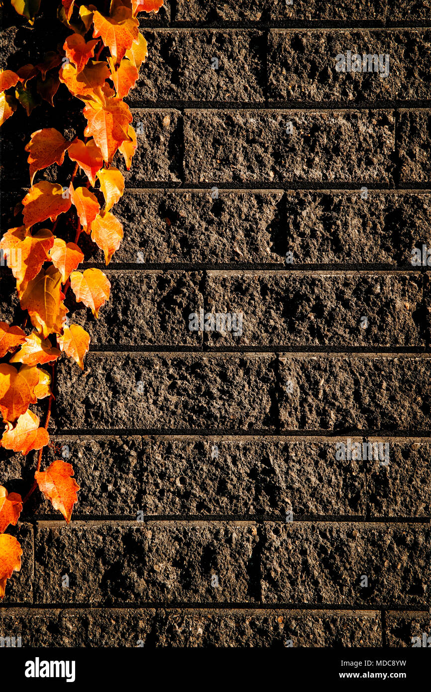 Autumn leaves on the bricks background Stock Photo - Alamy