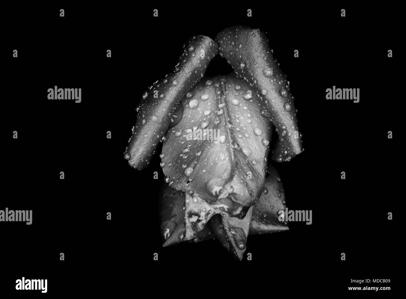 Flower garden full tulips Black and White Stock Photos & Images - Alamy