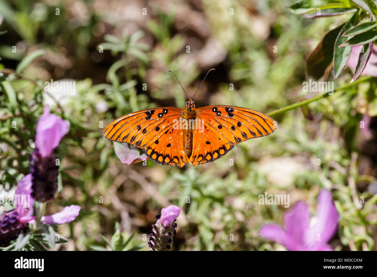 White fritillary sport hi-res stock photography and images - Alamy