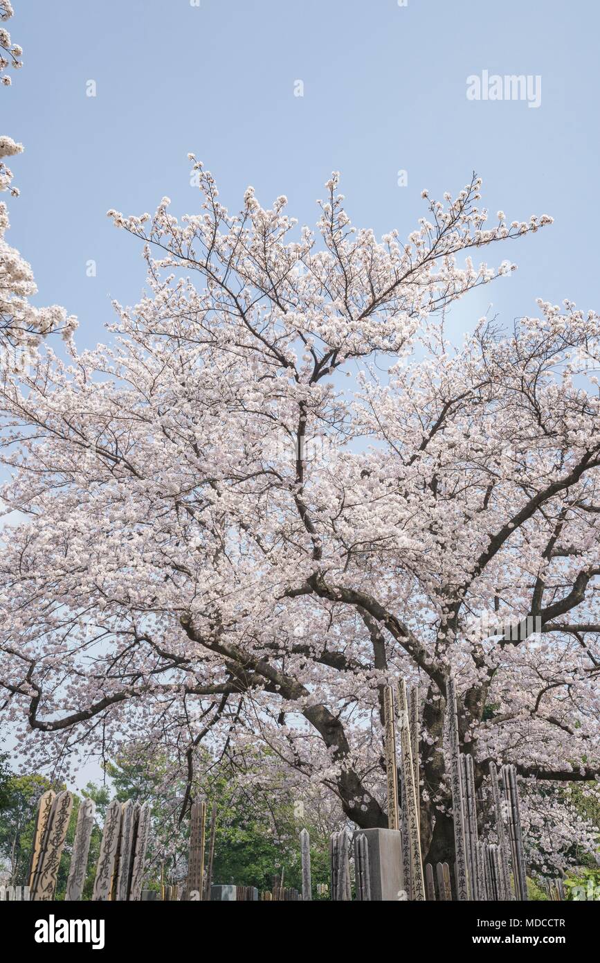 Ikegami Honmonji temple, Ota-Ku, Tokyo, Japan Stock Photo - Alamy