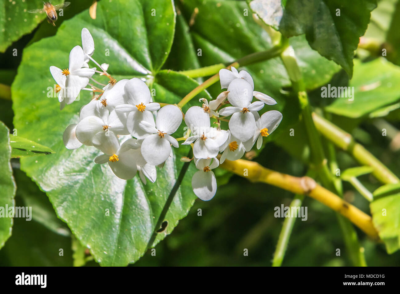 White Begonia. Fragrant Begonia. [Begonia Odorata]. Barbados Botanical ...