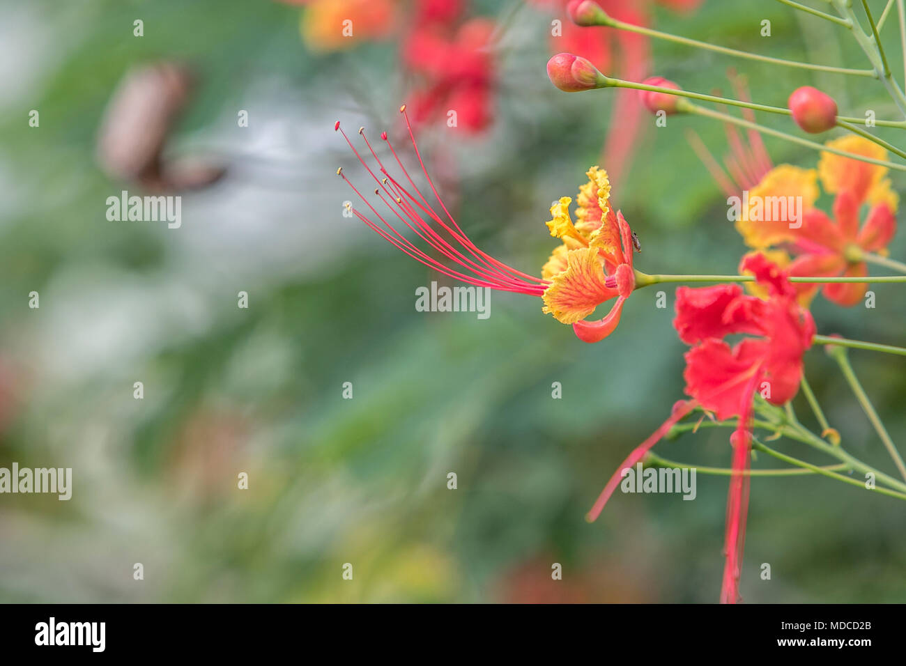 Caesalpinia flowers. Barbados Botanical Garden. Also known as Pride of ...