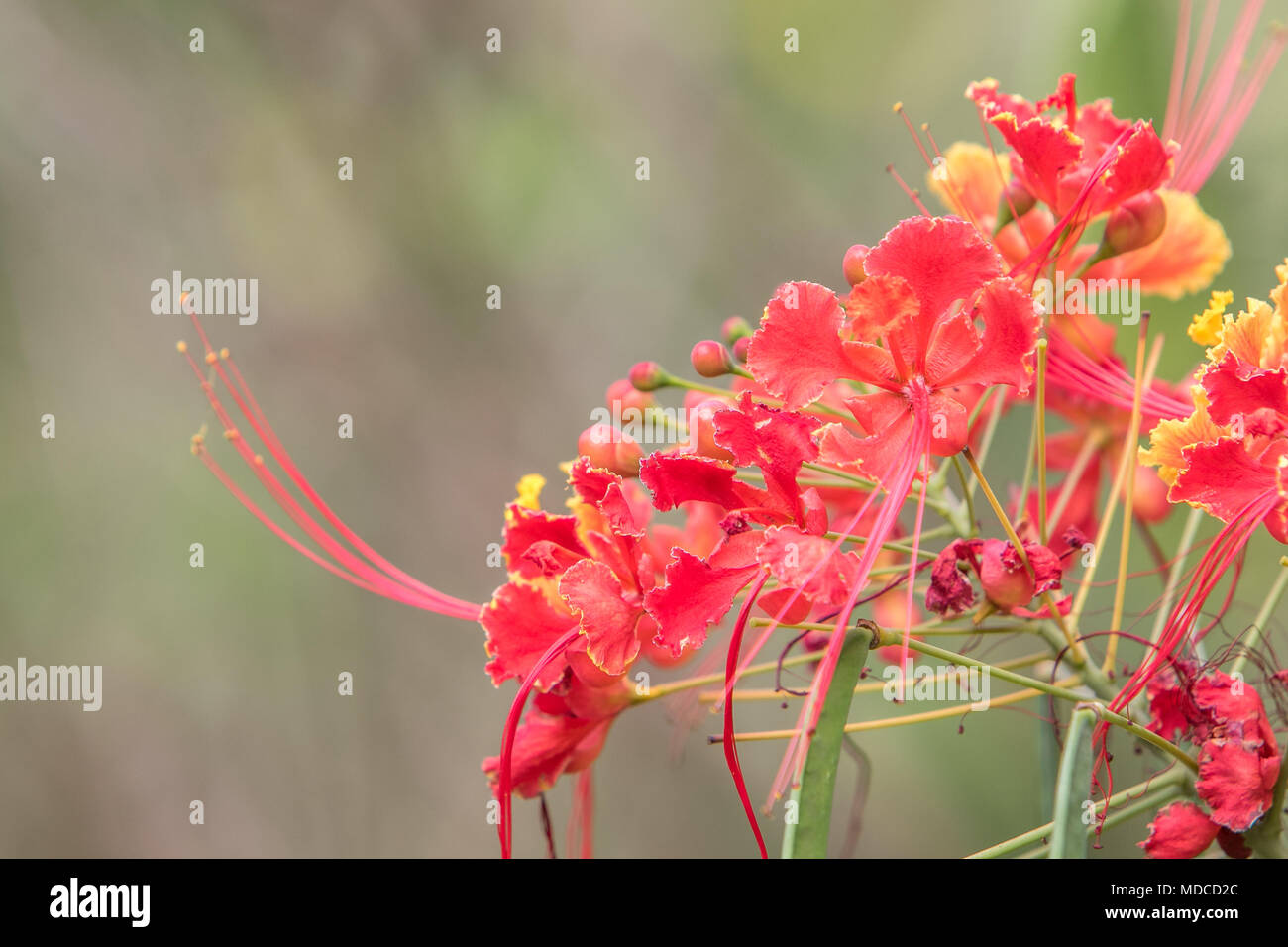 Caesalpinia flowers. Barbados Botanical Garden. Also known as Pride of ...