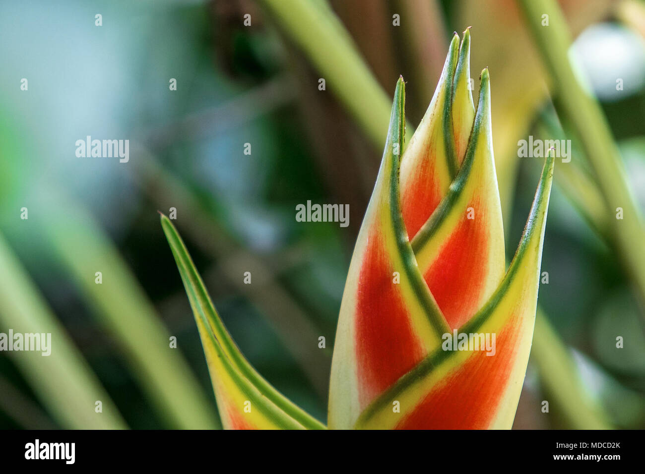 Heliconia Caribaea or Wild Plantain. Barbados Botanical Garden Stock ...