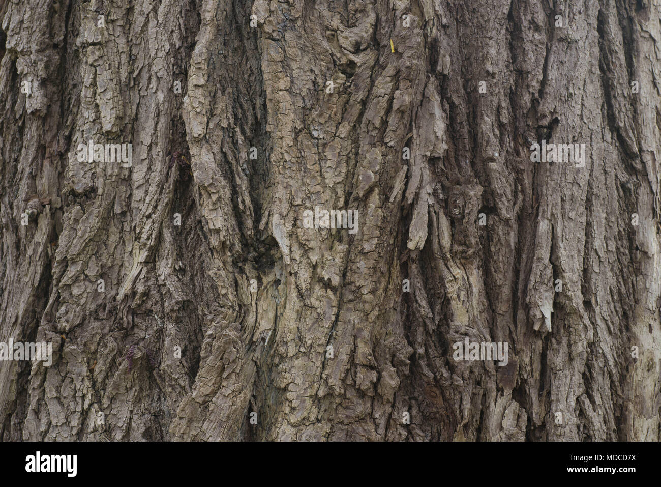 poplar tree bark texture background Stock Photo - Alamy