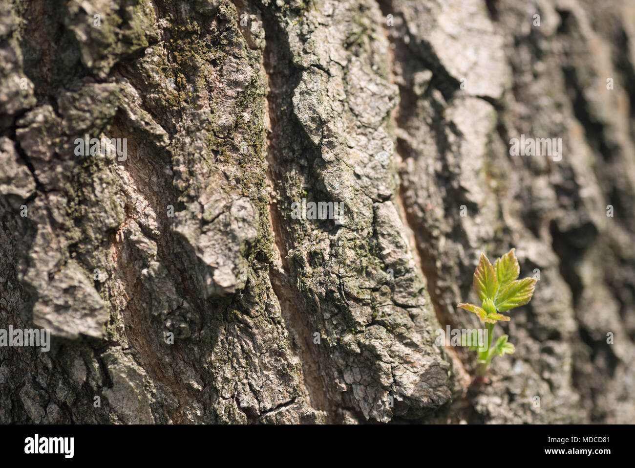 Elder tree spring sprouting leaves hi-res stock photography and images ...