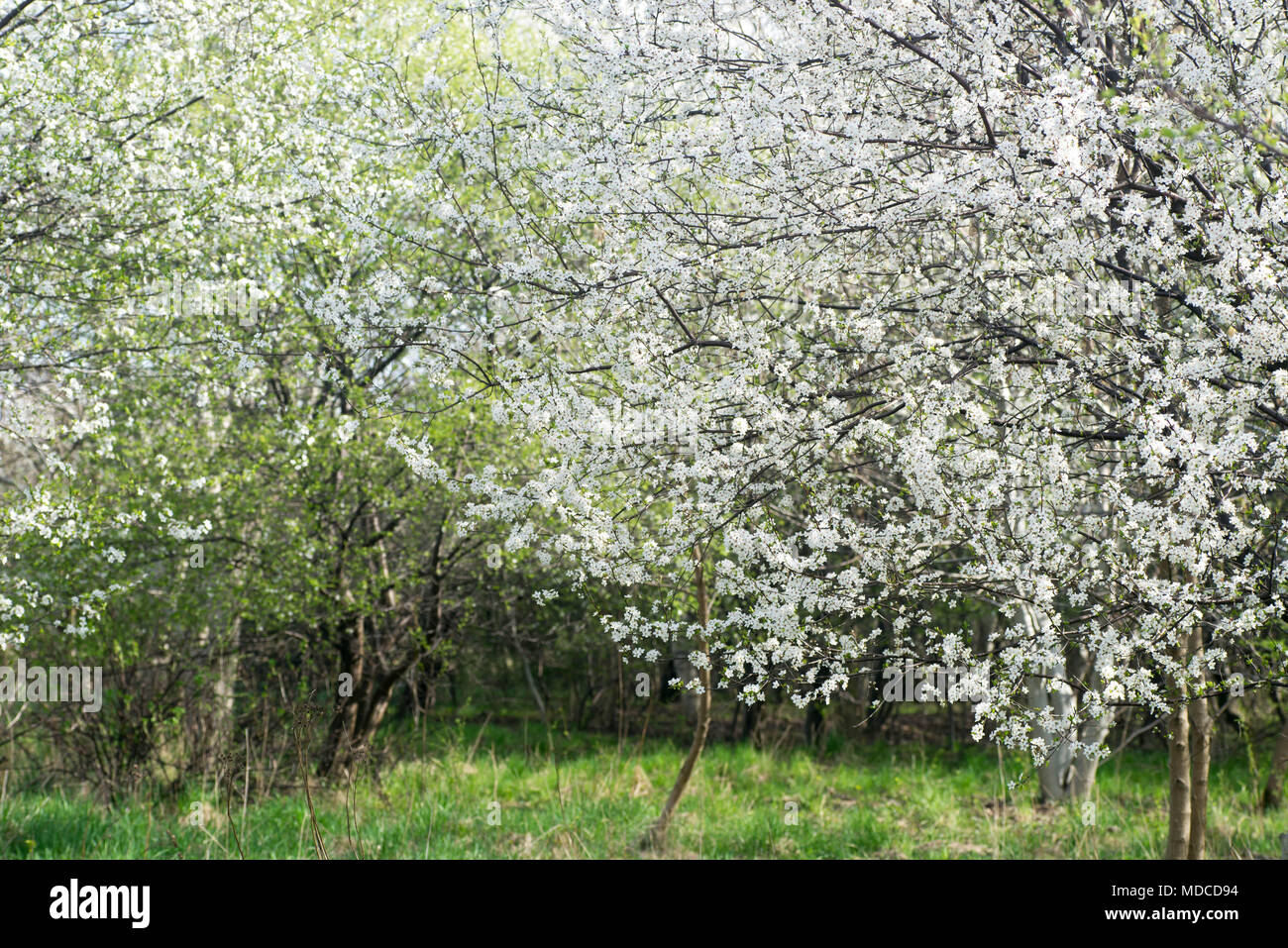 White flowering trees in spring on green grass field hi-res stock ...