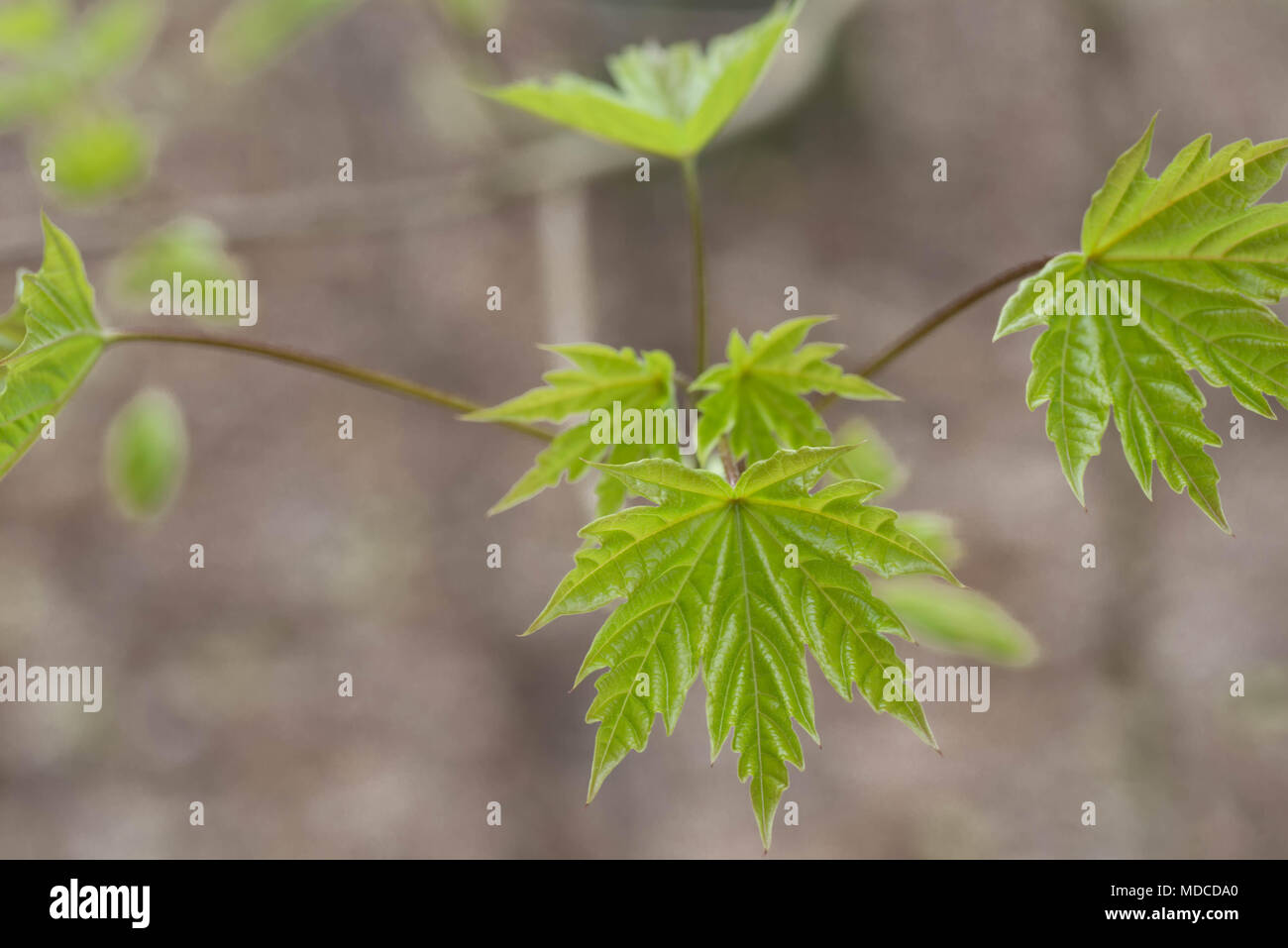 Fresh maple leaves hi-res stock photography and images - Alamy
