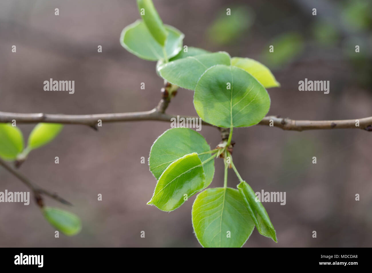 Fresh new leaf growth hi-res stock photography and images - Alamy