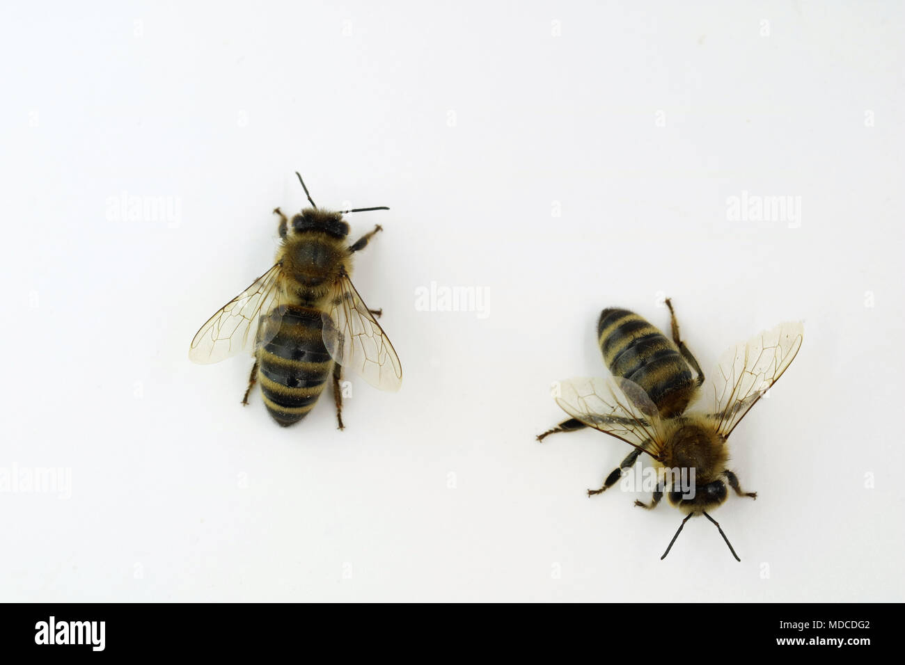Bees isolated top view hi-res stock photography and images - Alamy