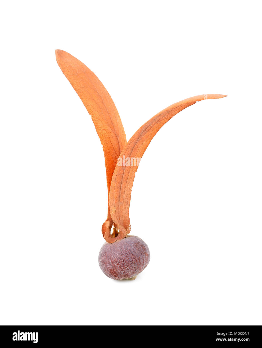 Winged seed hi-res stock photography and images - Alamy