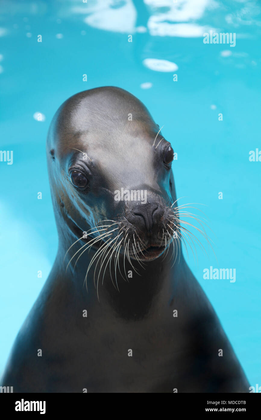 Inquisitive sea lion, against turquoise blue water, Puerto Vallarta ...