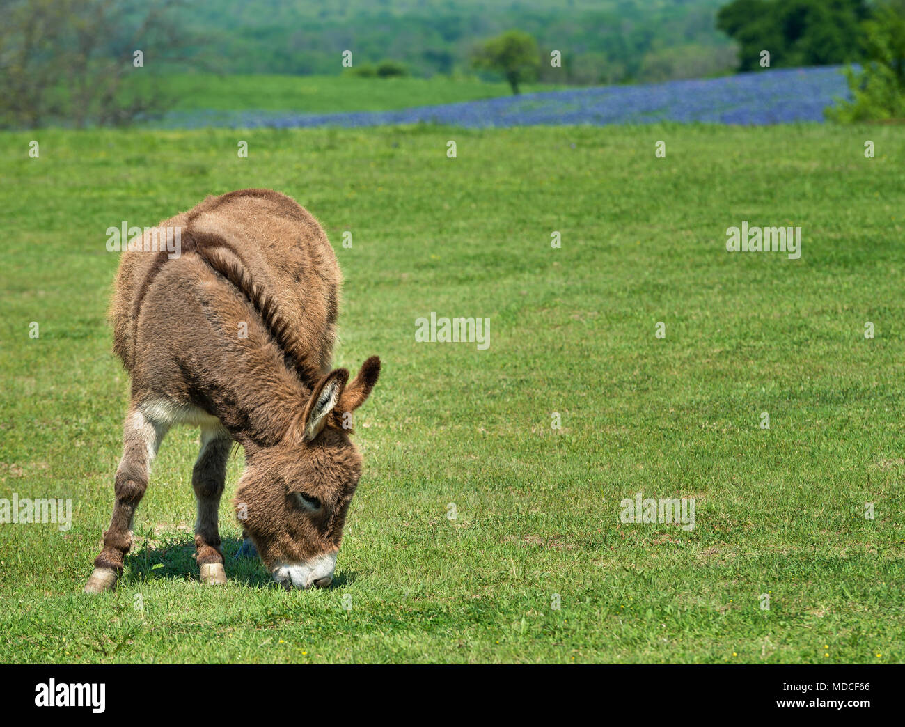 Donkey grazing on hi-res stock photography and images - Alamy