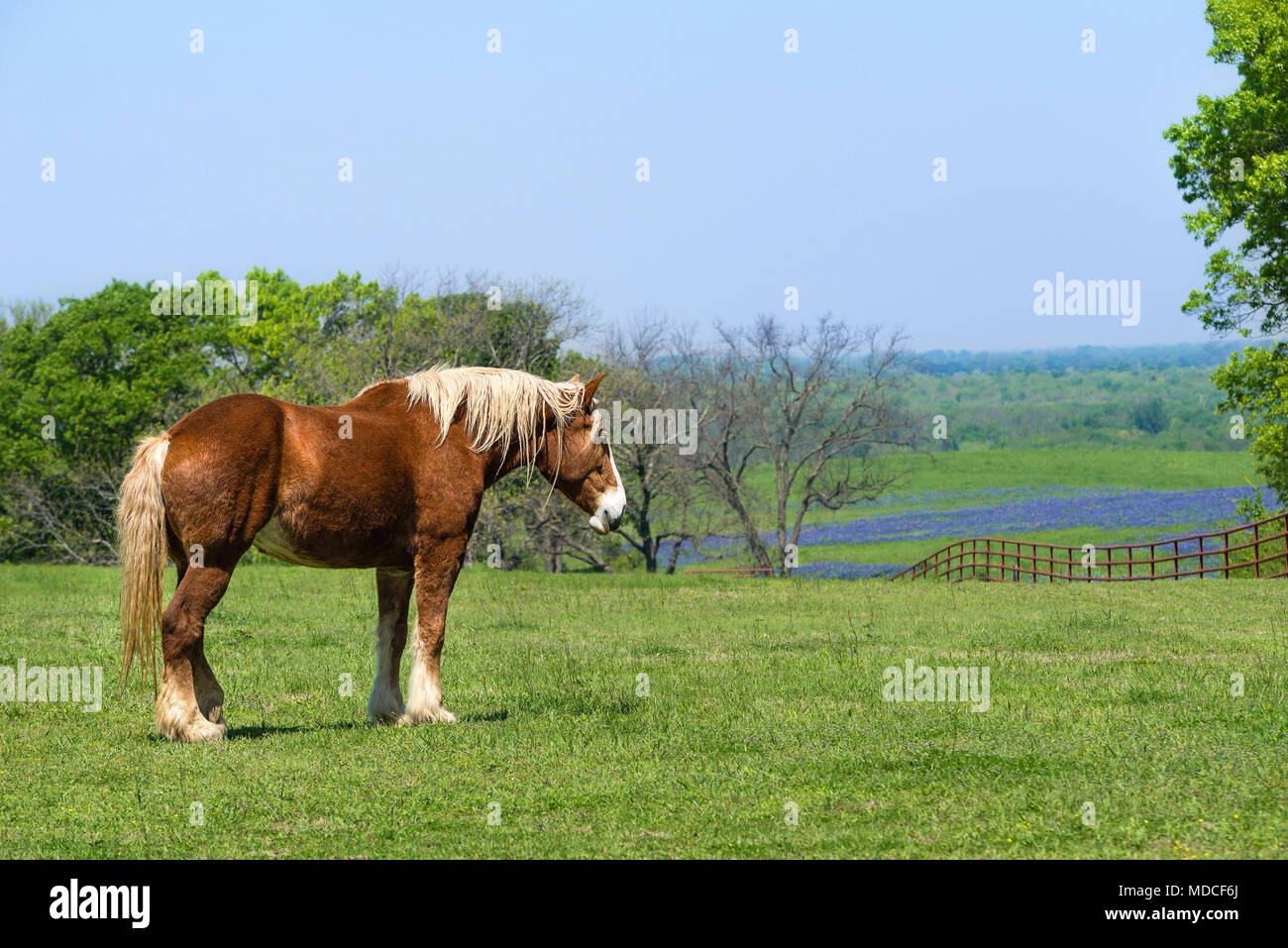 Draft horse standing hi-res stock photography and images - Alamy