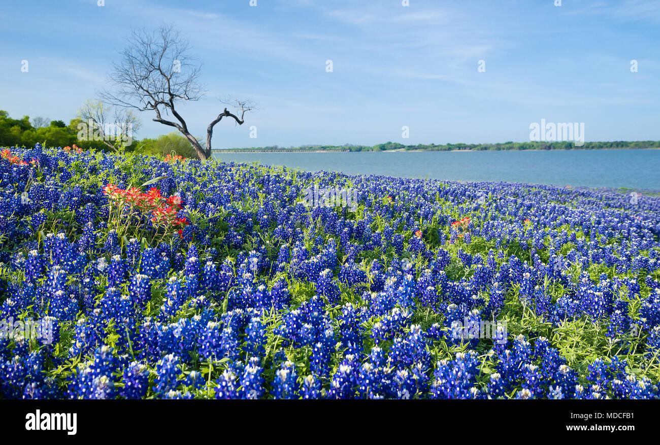 Texas Bluebonnets with a patch of Indian Paintbrush flowers blooming on ...