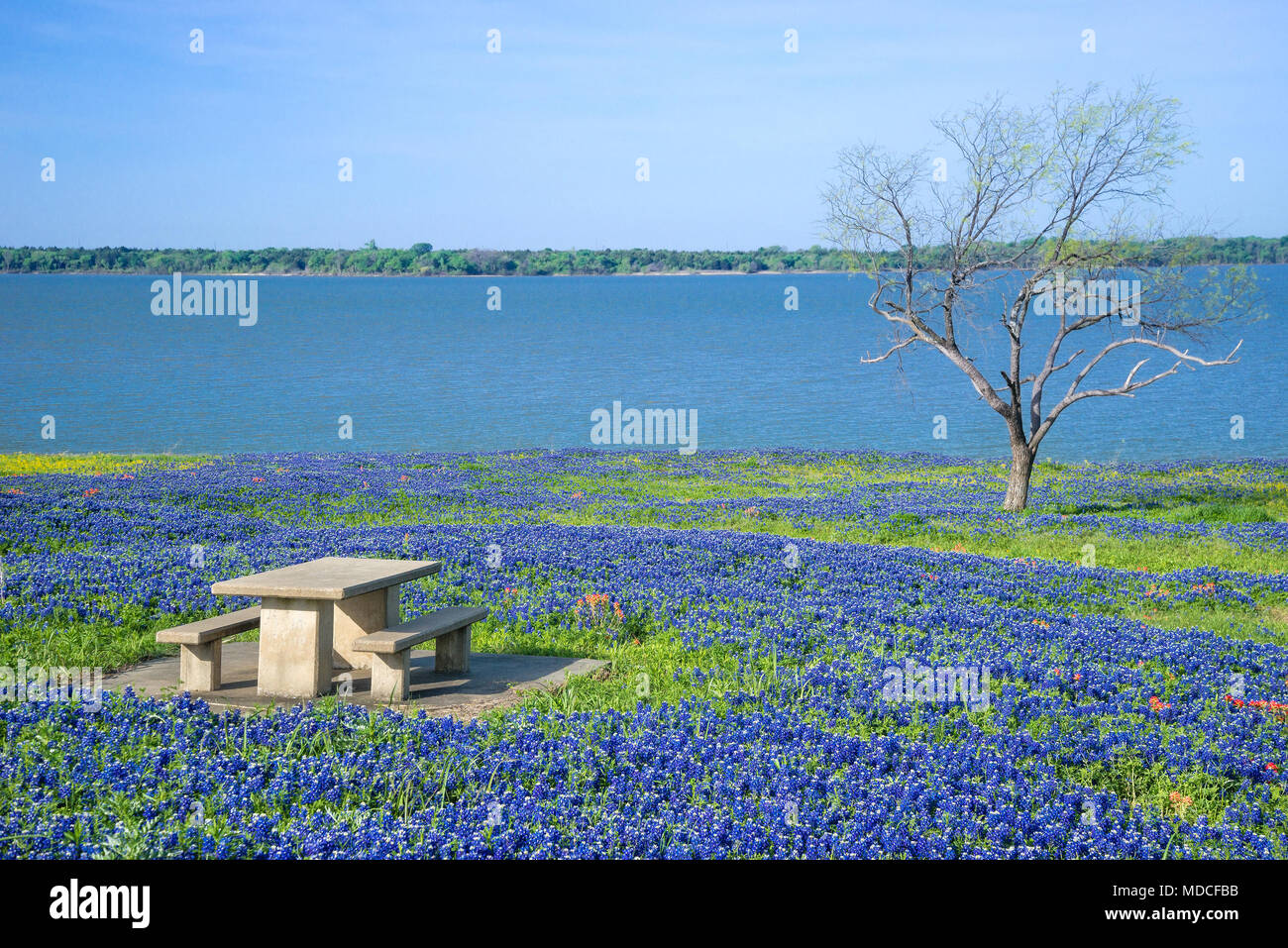 Picnic table surrounded by blooming Texas Bluebonnet flowers by a lake ...