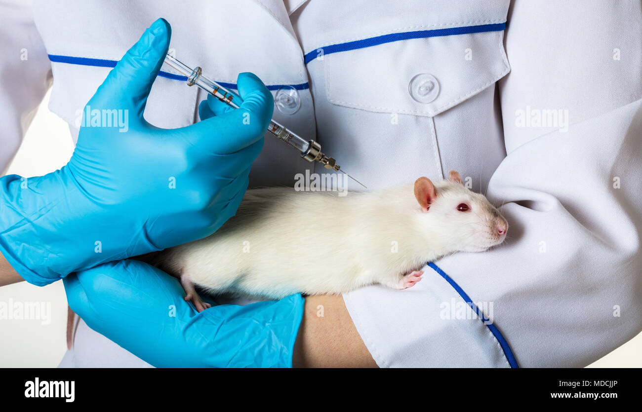 woman in uniform injects syringe to white rat Stock Photo - Alamy