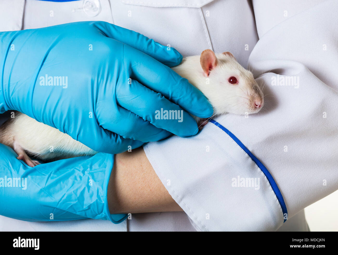 woman in medical gloves holds a white rat Stock Photo - Alamy