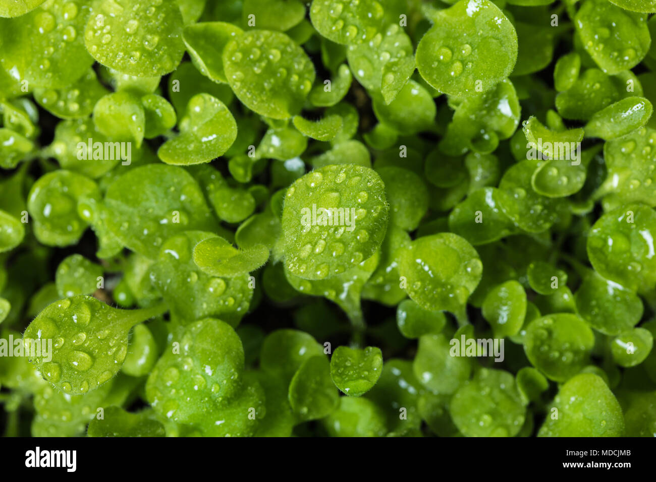 growing young plants with water drops on leaves Stock Photo - Alamy