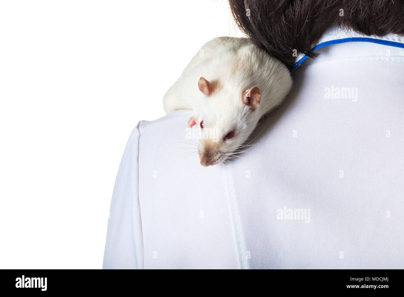Pet rat on shoulder hi-res stock photography and images - Alamy