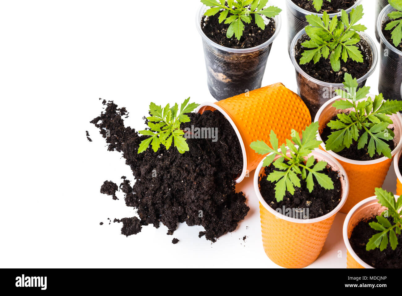 fallen pot with a young plant on a white background Stock Photo - Alamy