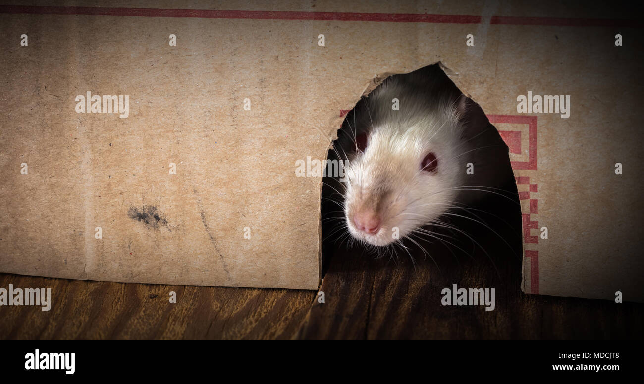 White rat face close hi-res stock photography and images - Alamy