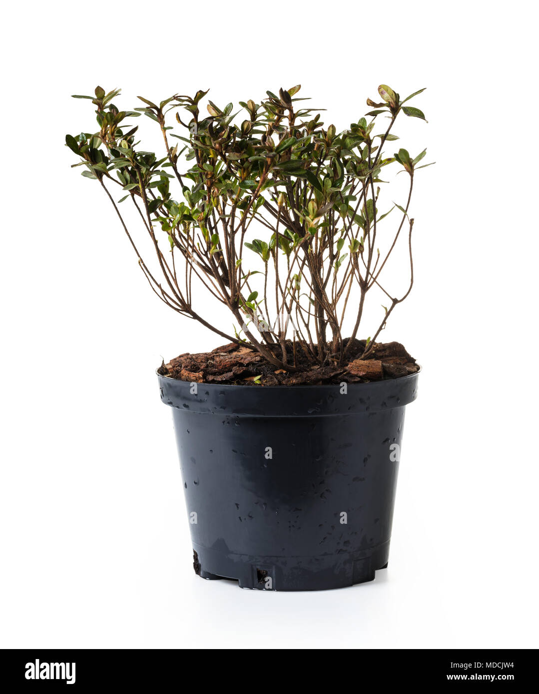 Azalea pot plant hi-res stock photography and images - Alamy