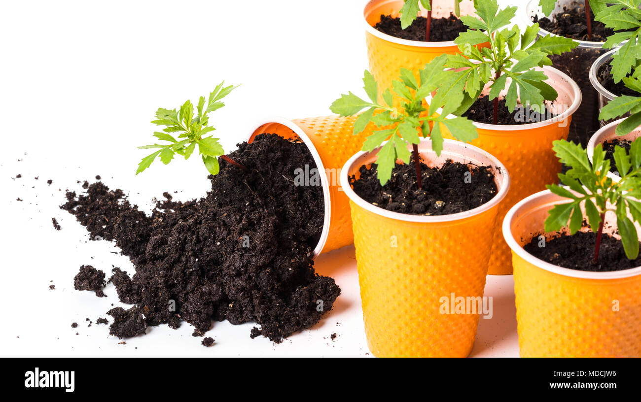Pot plant fallen hi-res stock photography and images - Alamy