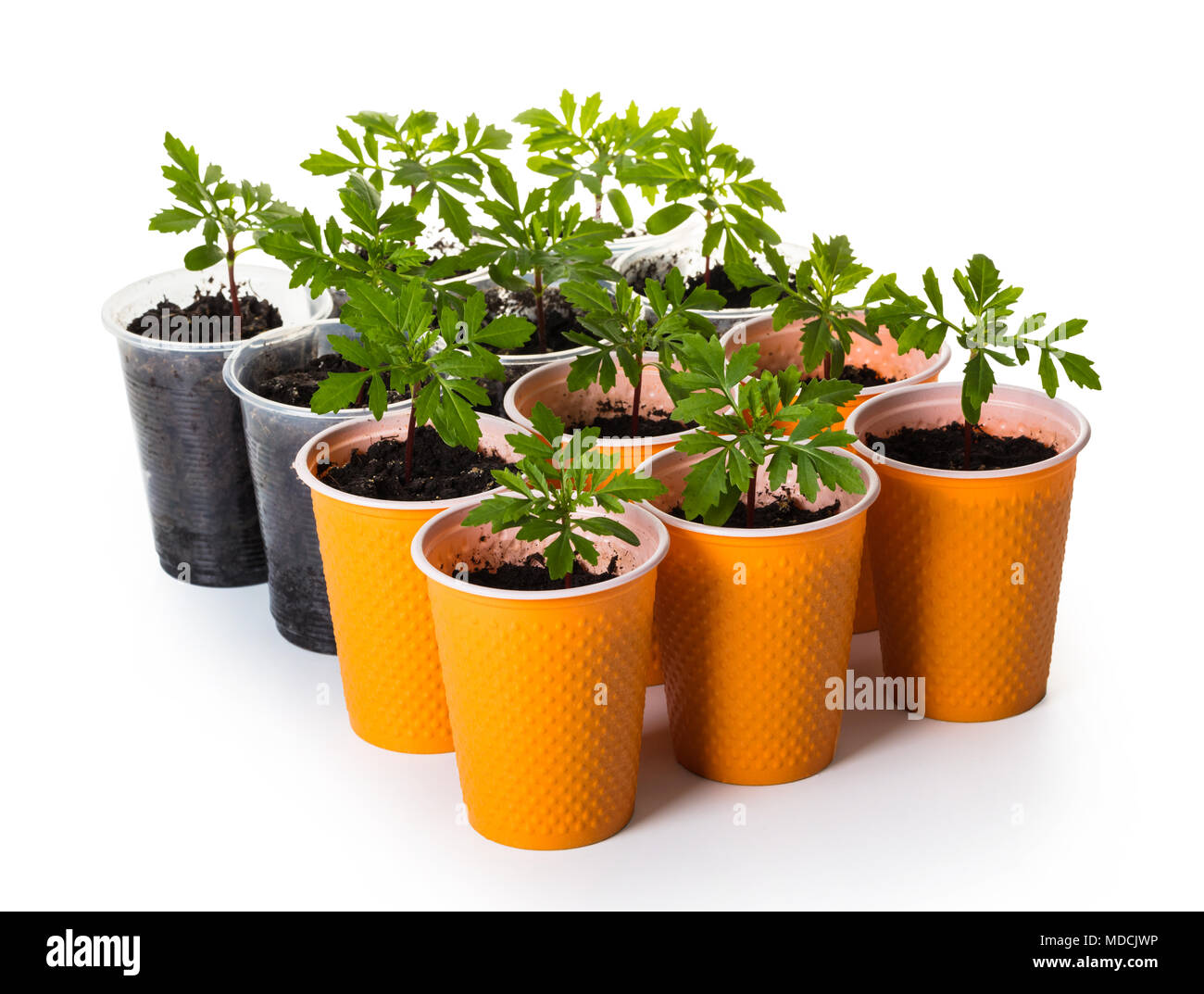 sprouts of flowers on white isolated background Stock Photo - Alamy