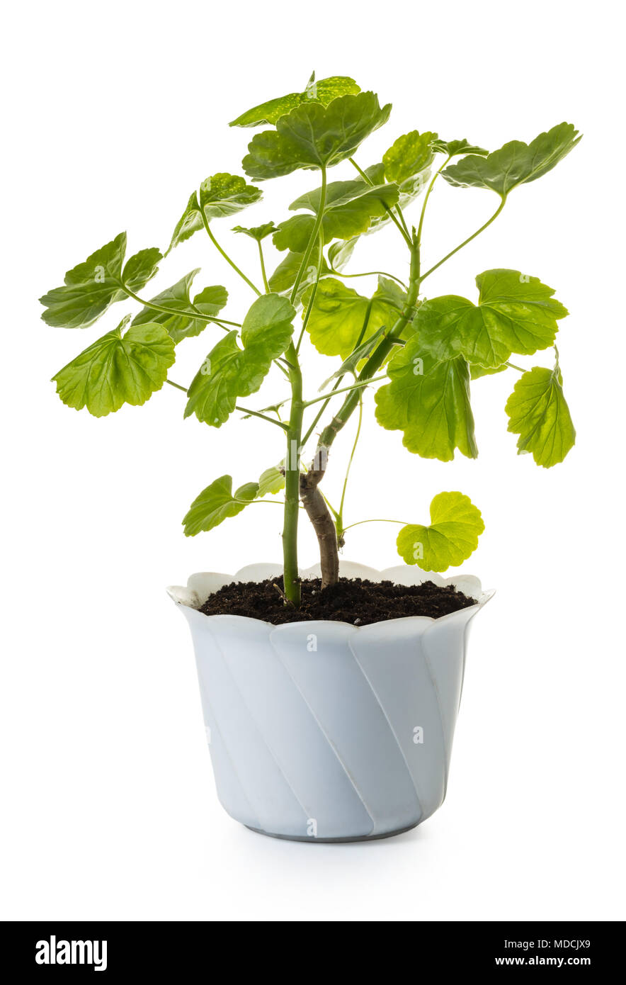 geranium in a pot isolated on white background Stock Photo - Alamy
