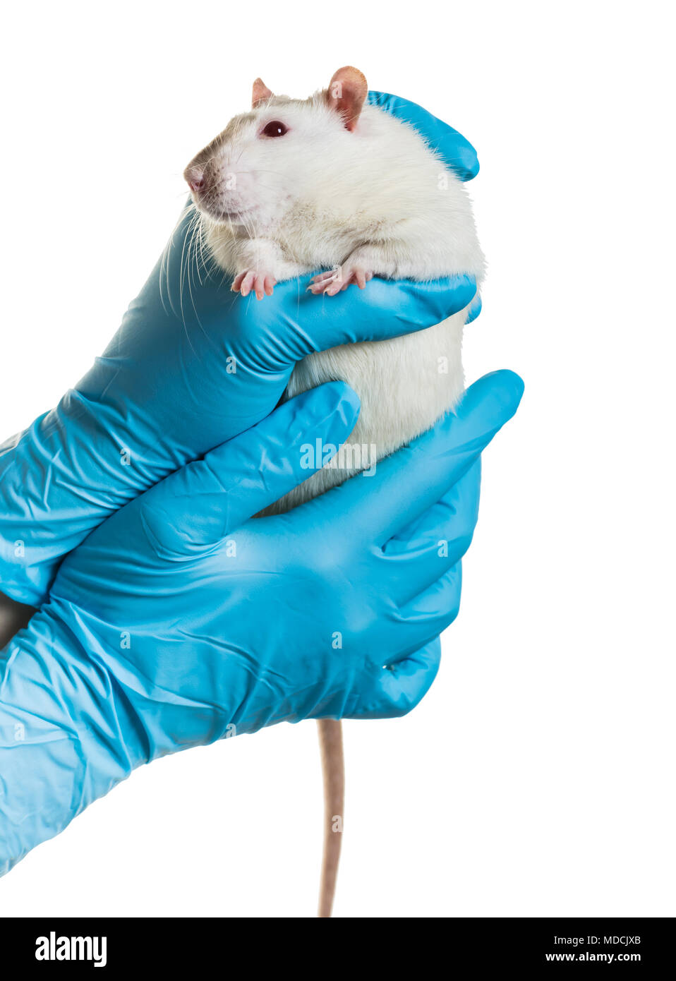 hands in medical gloves hold a rat on white background Stock Photo - Alamy