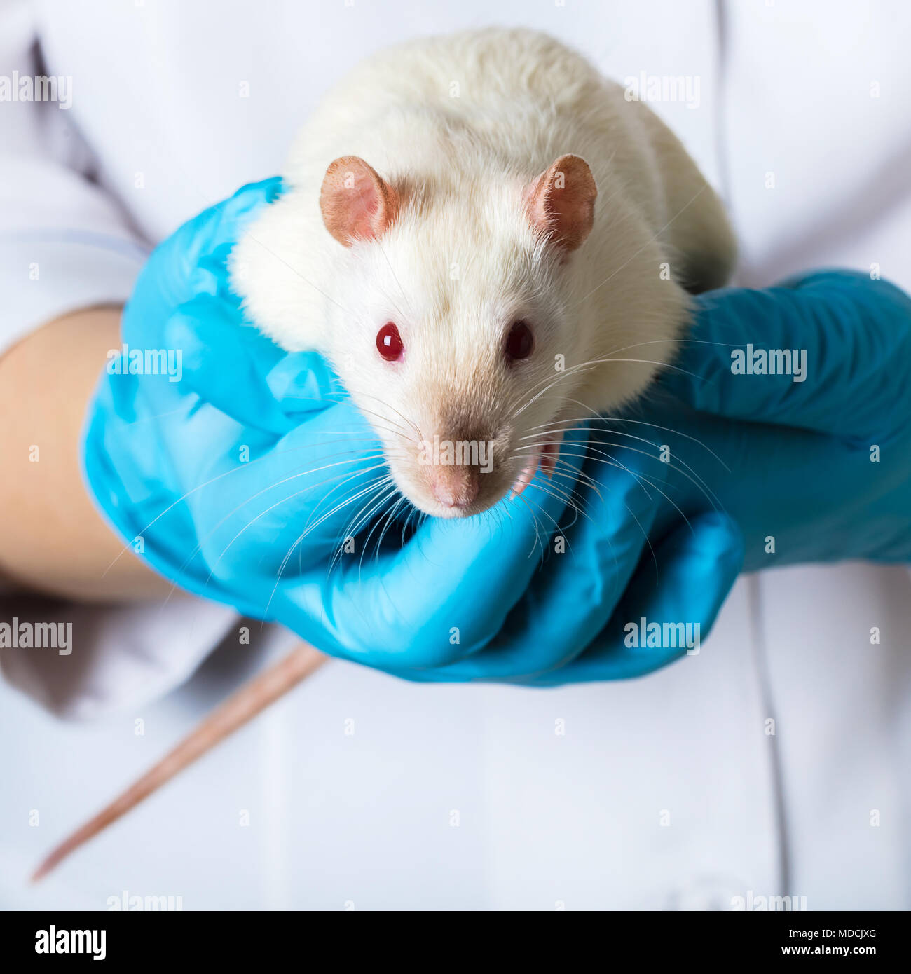 woman in medical gloves holds a white rat Stock Photo - Alamy