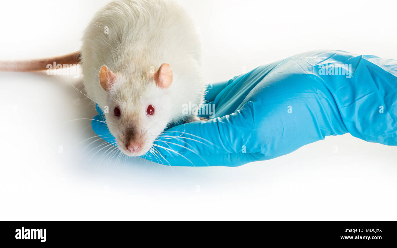 hands in medical gloves hold a rat on white background Stock Photo - Alamy