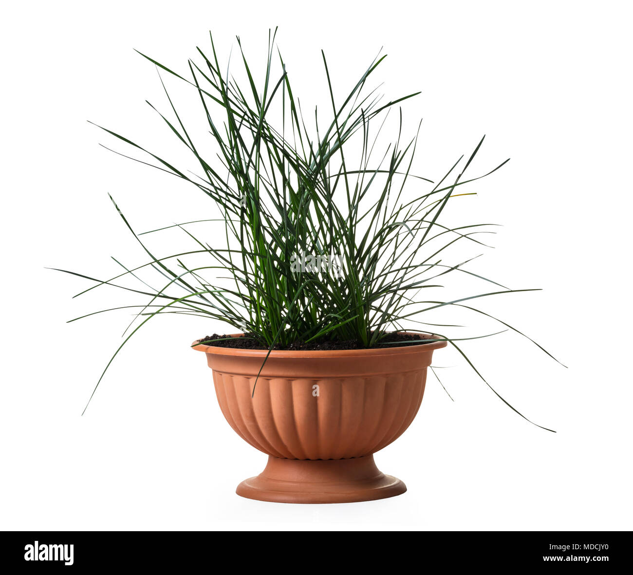 indoor daffodil in a pot isolated on white background Stock Photo - Alamy