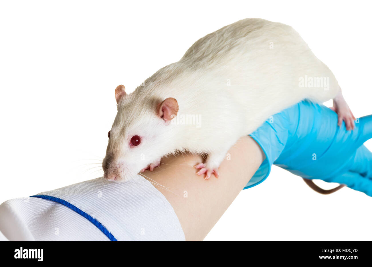 Lab Rat Glove High Resolution Stock Photography and Images - Alamy