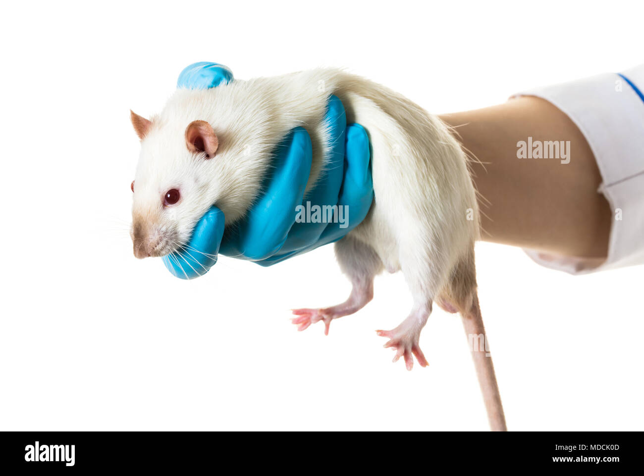 hands in medical gloves hold a rat on white background Stock Photo - Alamy
