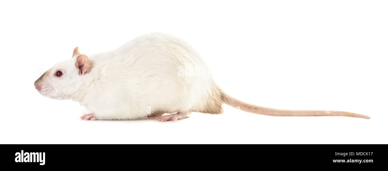 rat with red eyes close-up on a white isolated background Stock Photo ...