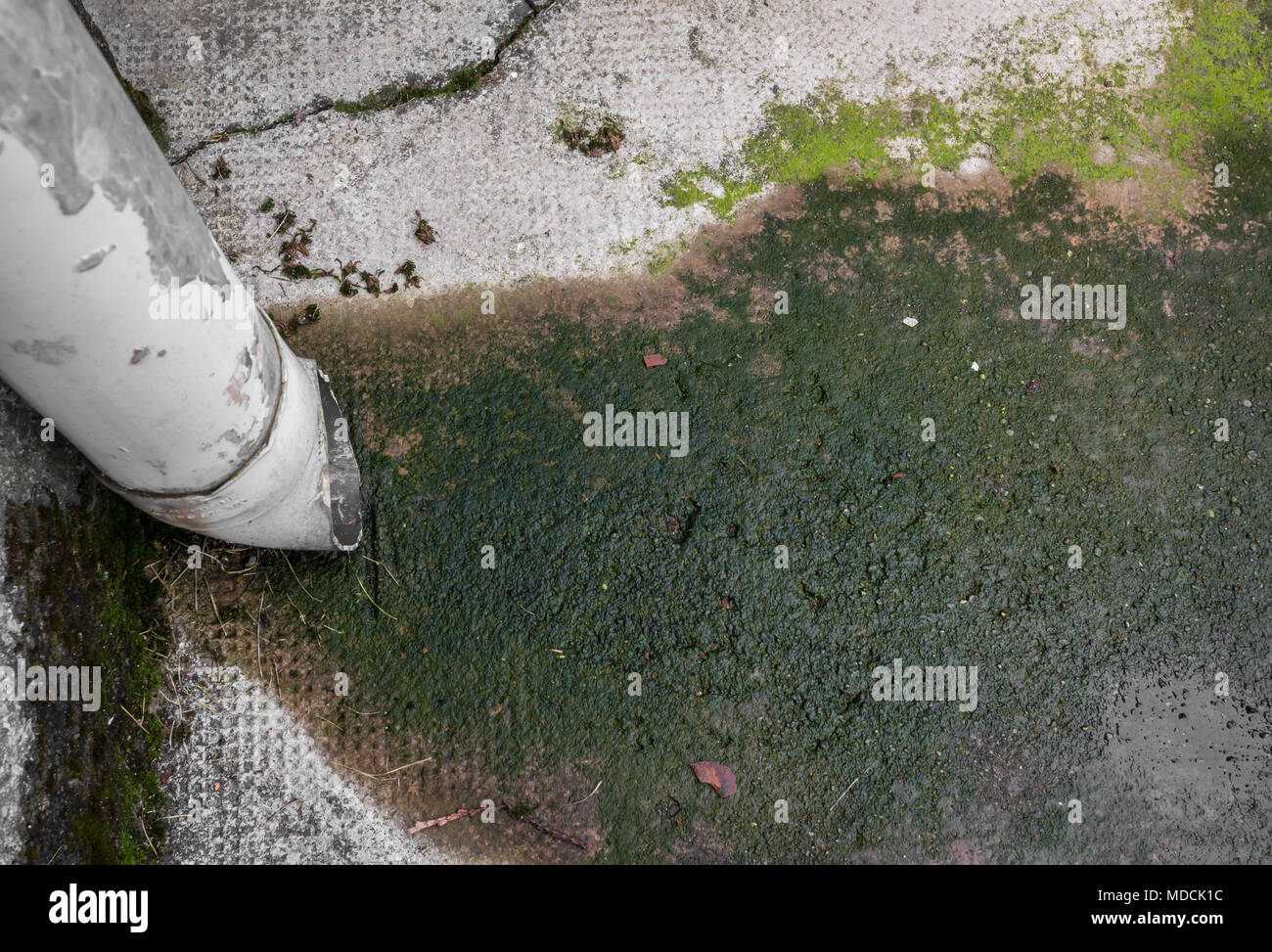 View from above of a gutter with green mossy drainage, on a old wall ...