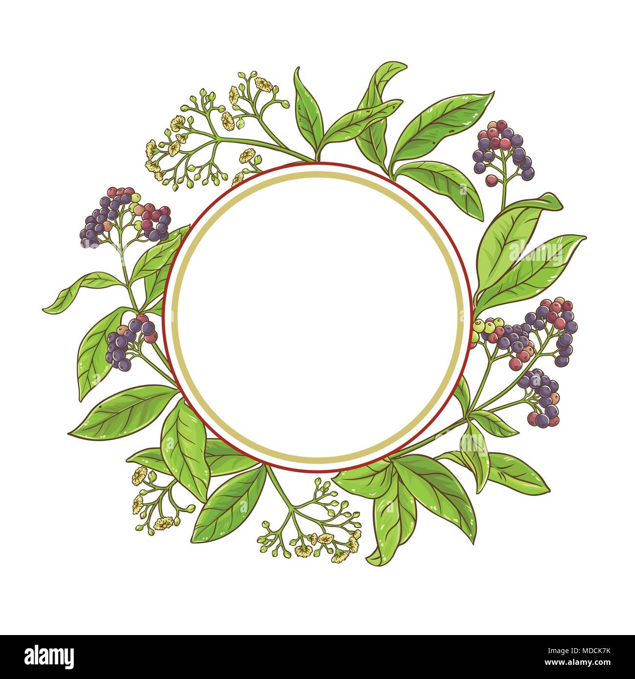 Allspice vector vectors Cut Out Stock Images & Pictures - Alamy