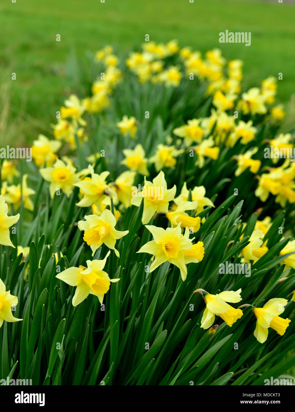 Daffodils growing in a field Stock Photo - Alamy
