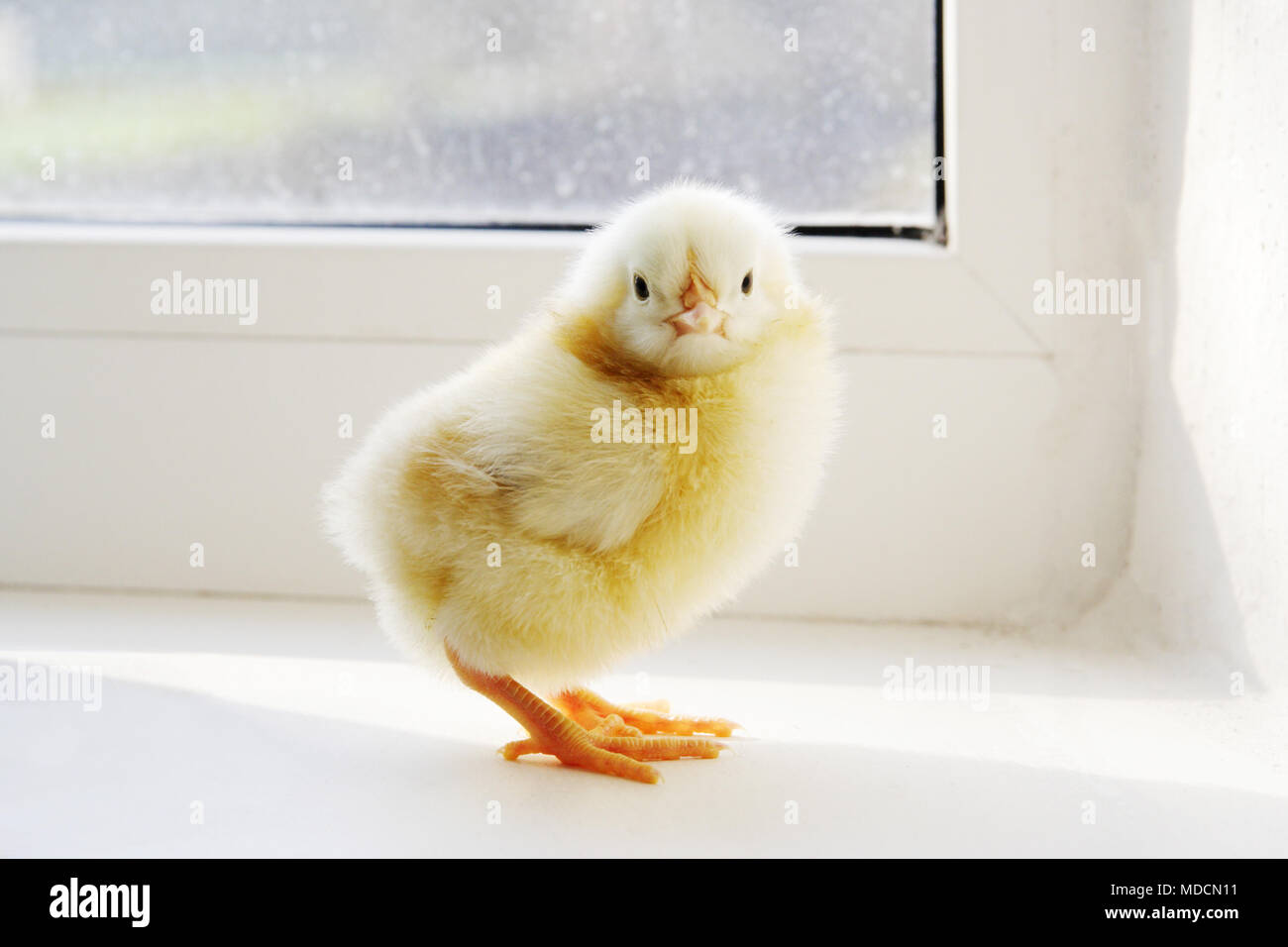 Hen chicken window hi-res stock photography and images - Alamy