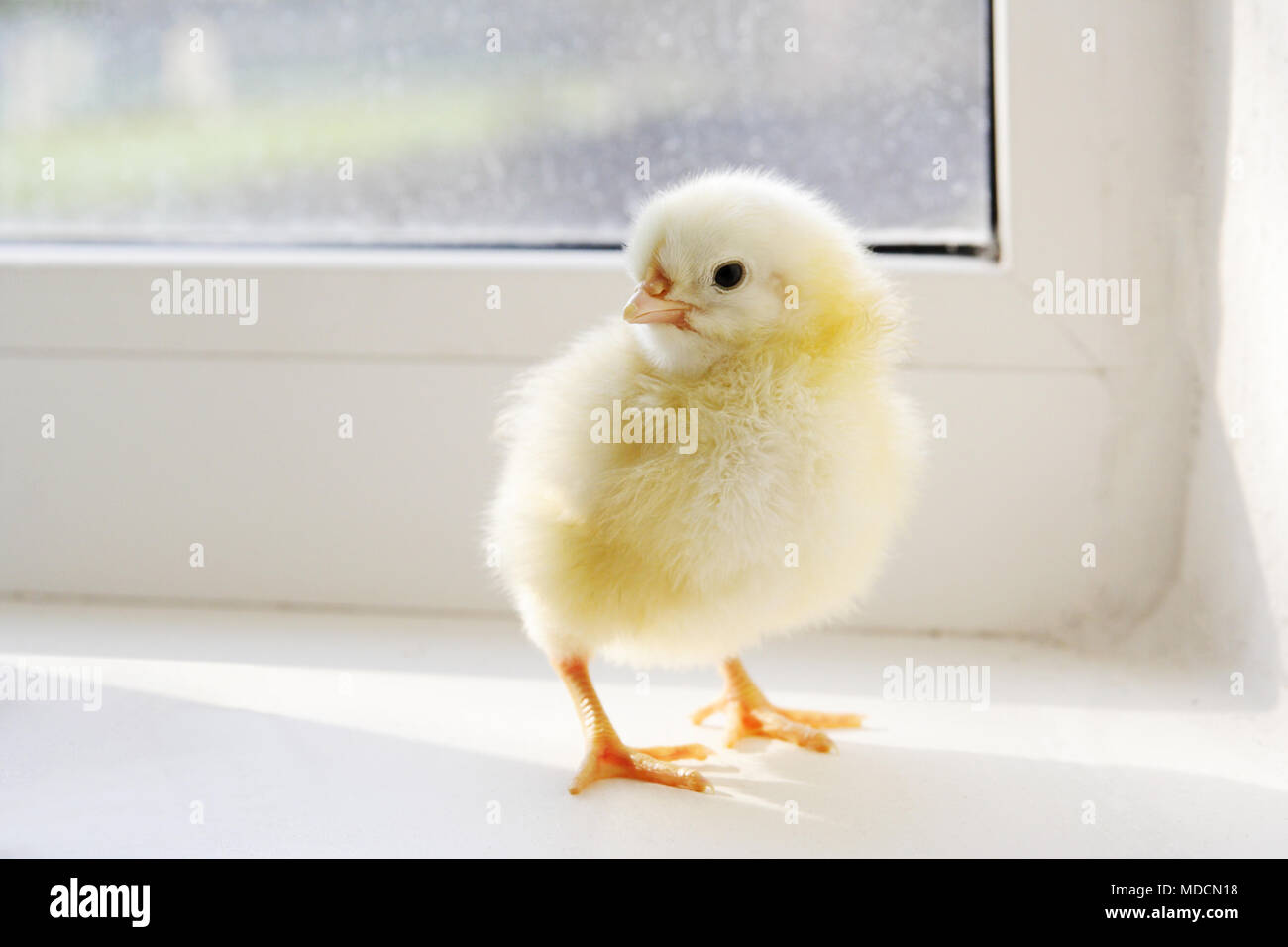 Hen chicken window hi-res stock photography and images - Alamy