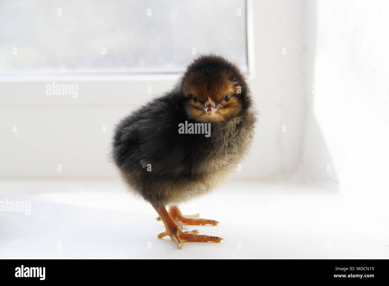 Black chick on the windowsill Stock Photo - Alamy