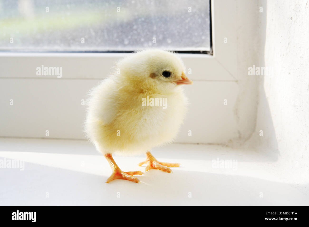 Hen chicken window hi-res stock photography and images - Alamy