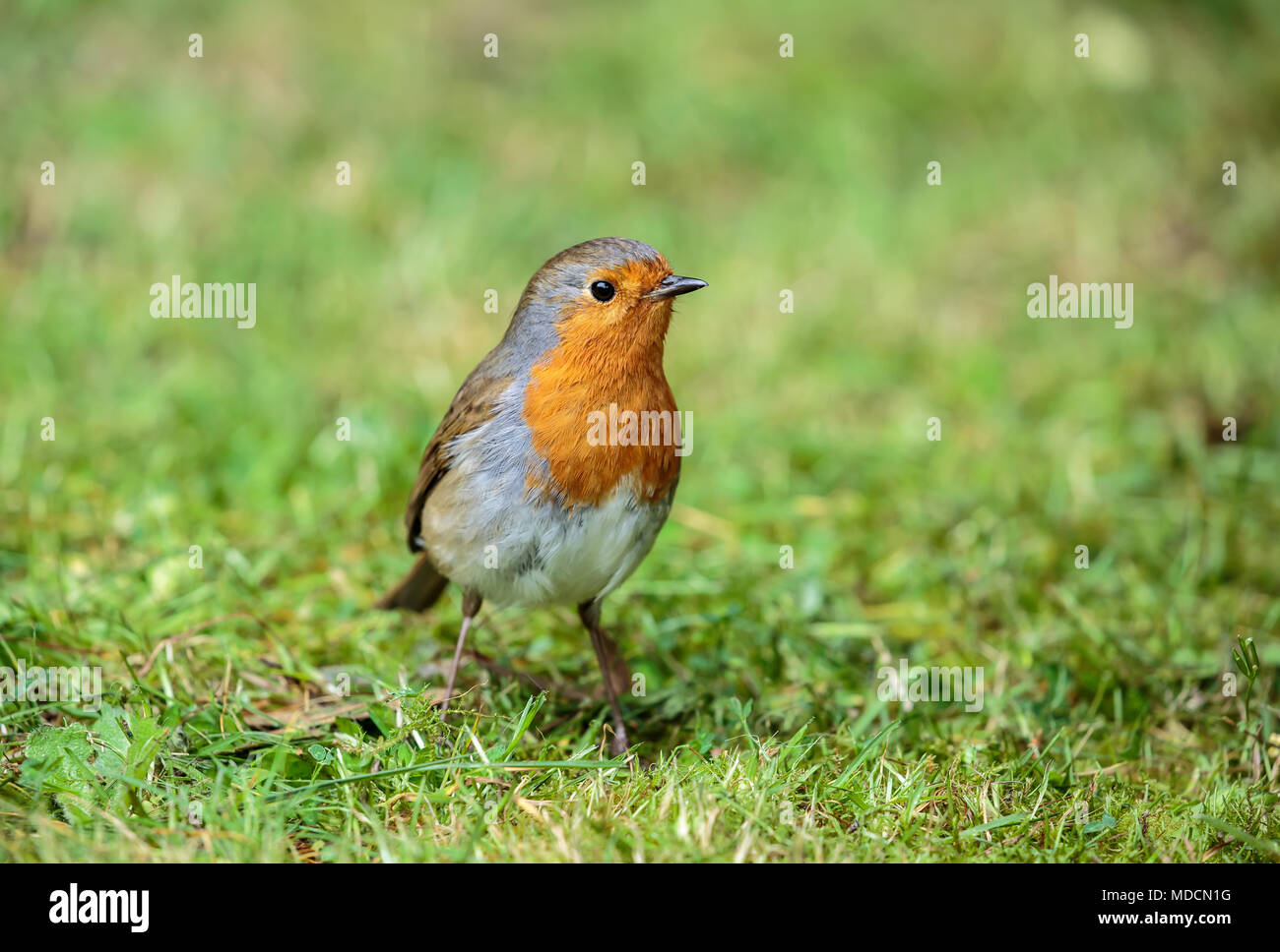 Small insectivorous passerine bird hi-res stock photography and images ...