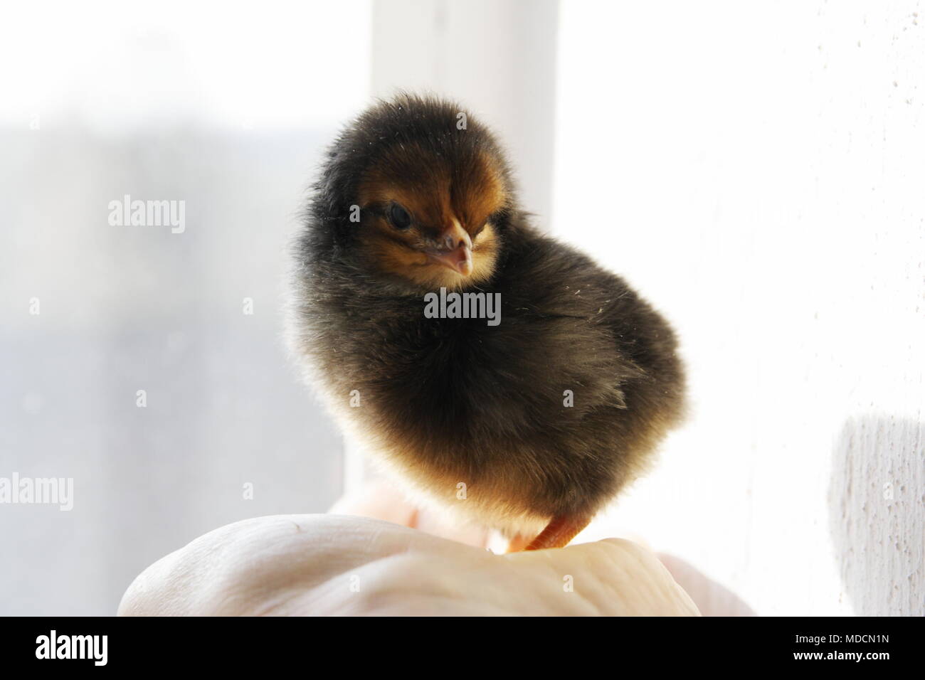 Black bird on single palm hi-res stock photography and images - Alamy