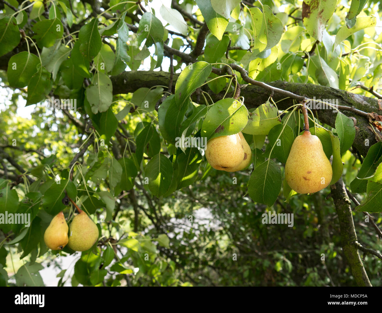 ripe pears on pear tree Stock Photo - Alamy