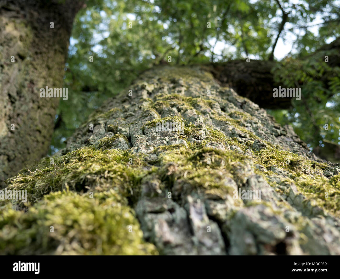 closeup of old tree bark with green moss and tree crown Stock Photo - Alamy