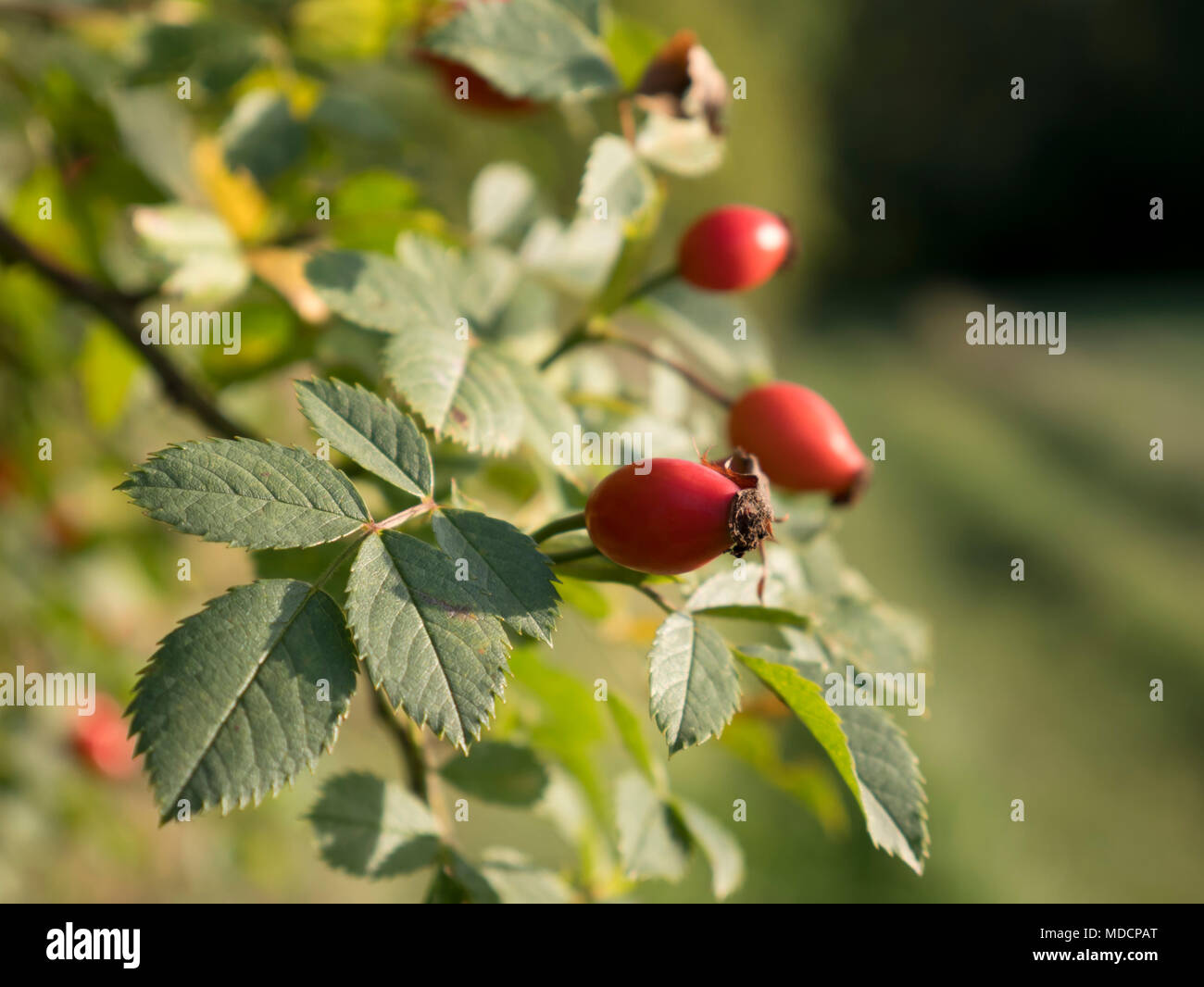 Rose hip stem hi-res stock photography and images - Alamy